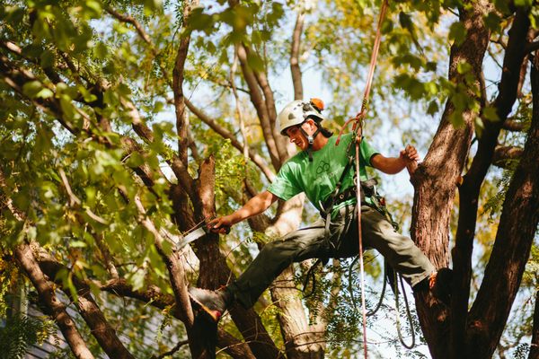 ARBOR AESTHETICS TREE SERVICE - Updated September 2025 - 13 Photos & 23 ...