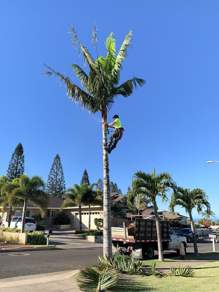 UPCOUNTRY TREES - Updated July 2025 - 10 Photos & 13 Reviews - Makawao ...