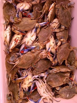 MEAT GIANT - 39 Photos - Meat Shops - 27455 S Dixie Hwy, Homestead, FL ...