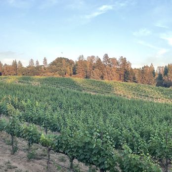 ELEMENT 79 VINEYARDS - Updated July 2024 - 99 Photos & 51 Reviews ...