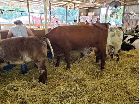 FOUR TOWN FAIR - Updated January 2026 - 56 Egypt Rd, Somers ...