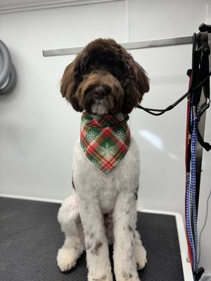 ZOOMIN GROOMIN - Updated December 2025 - 70 Photos & 61 Reviews - West ...