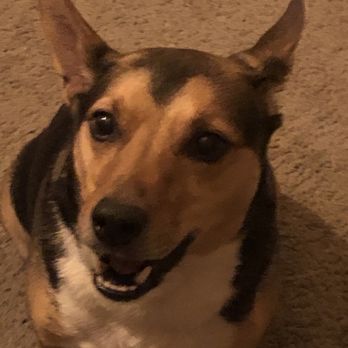 SPAY NOW ANIMAL SURGERY CLINIC - Updated October 2025 - 62 Photos & 146 ...