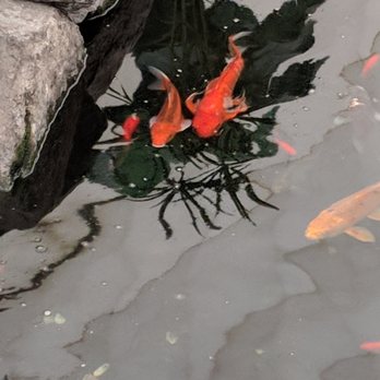 PADDOCK CHEVROLET GOLF DOME - Updated October 2025 - 40 Photos & 37 ...