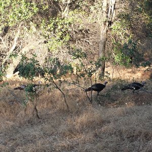 BOULDER RIDGE PARK - Parks - 3555 Park Dr, Rocklin, CA - Phone Number ...