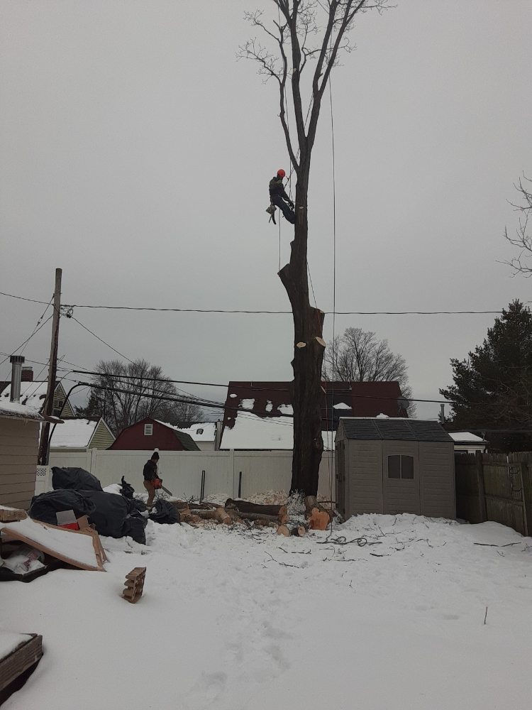 PR TREE SERVICE - Updated June 2024 - Copiague, New York - Tree ...