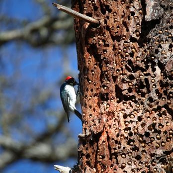 PINNACLES NATIONAL PARK - Updated February 2025 - 2648 Photos & 423 ...