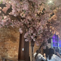 SAKU RAMEN - Updated September 2025 - 716 Photos & 957 Reviews - 3643 ...