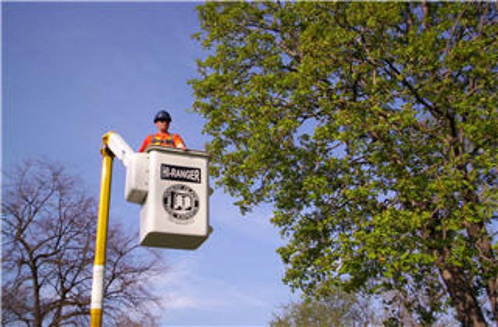 FOREST GLADE TREE EXPERTS - Updated January 2026 - 18 Photos - Windsor ...