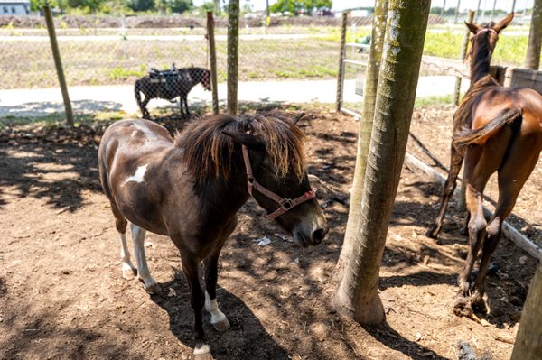 TINEZ FARMS - 225 Photos & 29 Reviews - 16405 SW 177th Ave, Miami, FL ...