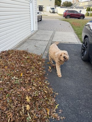 RYCO’S ESCAPE ROOM & LOUNGE - Updated February 2026 - 14 Photos & 14 Reviews - 1500 Old Country ...