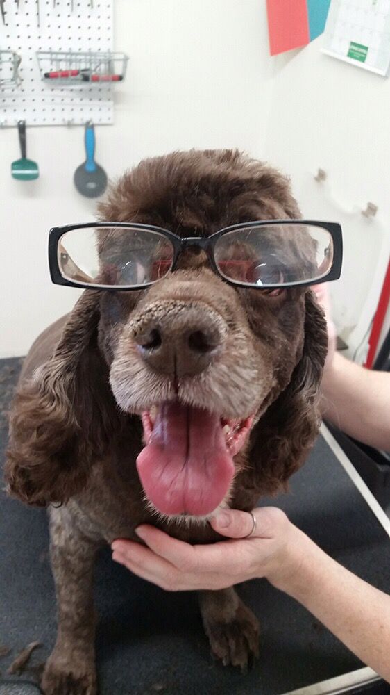 PRETTY PETS GROOMING - Updated October 2025 - 23 Photos & 12 Reviews ...