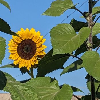 SANCHEZ PRODUCE - Updated January 2026 - 65 Photos & 23 Reviews - 16230 ...