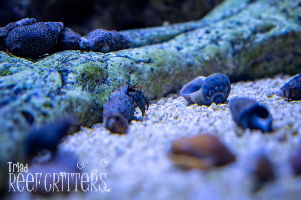 TRIAD REEF CRITTERS - Updated January 2026 - 365 Photos & 25 Reviews ...