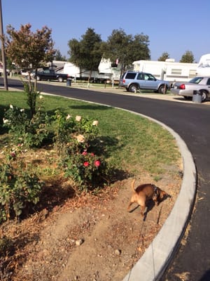 MAPLE LEAF RV PARK - Updated July 2025 - 13 Photos & 53 Reviews - 15200 ...