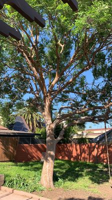 CALIFORNIA TREE DESIGN - Updated July 2025 - 233 Photos & 201 Reviews ...
