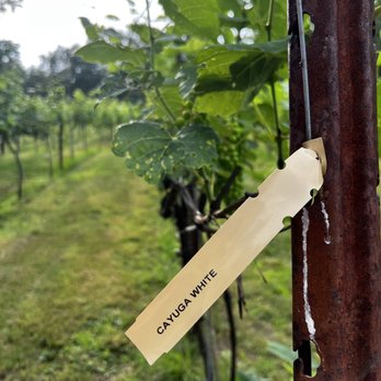 CLEARVIEW VINEYARD - Updated November 2024 - 127 Photos & 110 Reviews ...