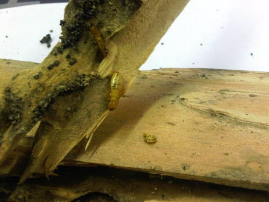 CASCADE PEST CONTROL - Updated October 2025 - 30 Photos & 109 Reviews ...