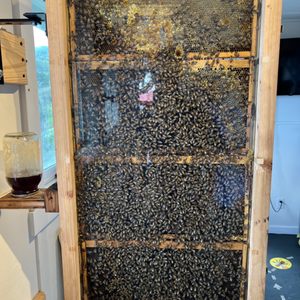 MAUI BEES - 77 Photos & 40 Reviews - Food near Kula, HI - Yelp