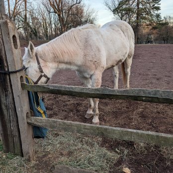 ROSE BRIDGE FARM & SANCTUARY - Updated June 2025 - 226 Photos & 81 ...