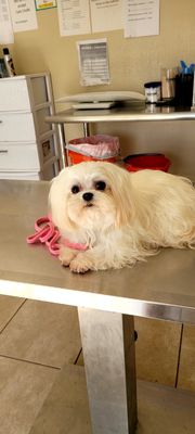 ALTAMONTE MALL PET HOSPITAL - Updated August 2025 - 12 Photos & 37 ...