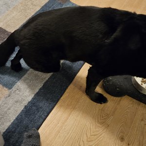 VETERINARY EMERGENCY GROUP - Updated February 2026 - 31 Photos & 14 ...