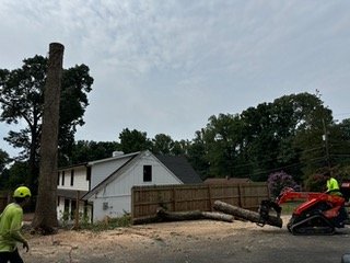 TRINITY TREE SERVICE - Updated June 2025 - Request a Quote - 510 King ...