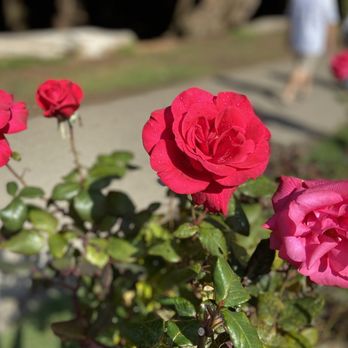 ROSE GARDEN - Updated January 2026 - 521 Photos & 54 Reviews - John F ...