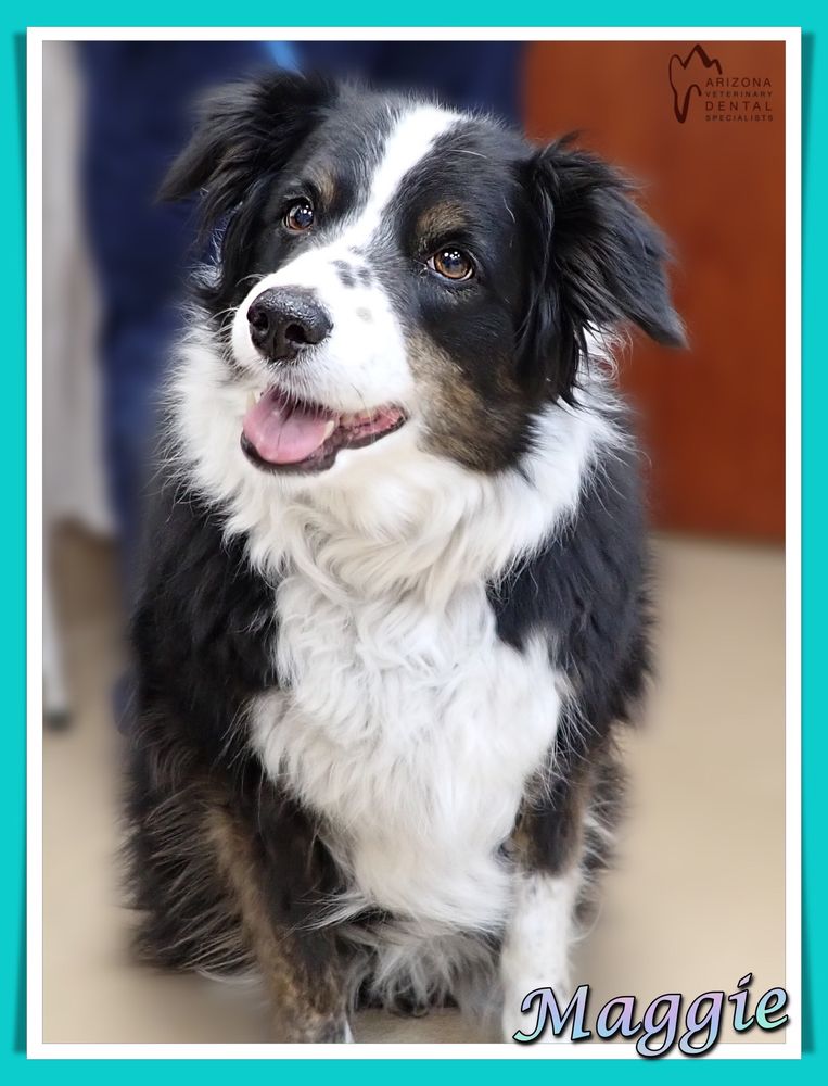 ARIZONA VETERINARY SPECIALISTS - Updated October 2025 - 12 Photos & 68 ...