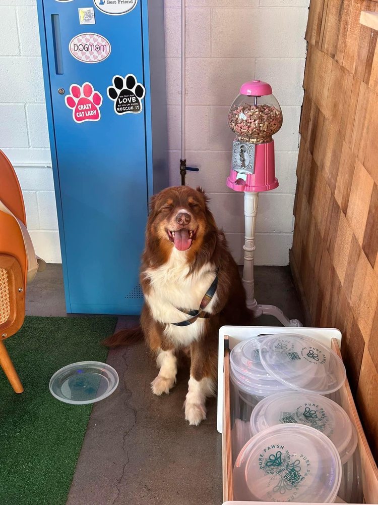 PURE PAWSH - Updated July 2024 - 18 Photos - 4045 30th St, San Diego ...