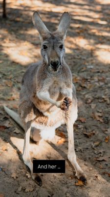 OAK MEADOW RANCH FEATURING THE WHITEHORSE STEAKHOUSE - Updated August ...