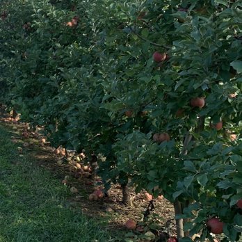 BAUGHER’S ORCHARD & FARM - Updated December 2024 - 233 Photos & 110 ...