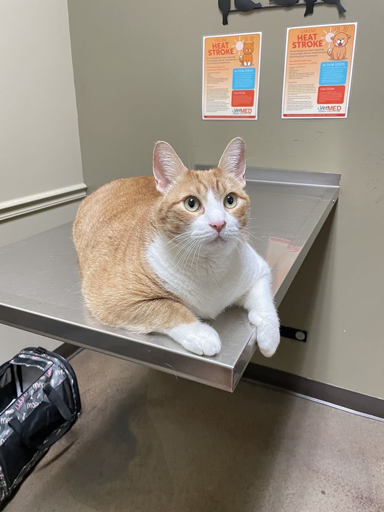 ANIMAL HOSPITAL OF LAVEEN - Updated October 2025 - 11 Photos & 62 ...