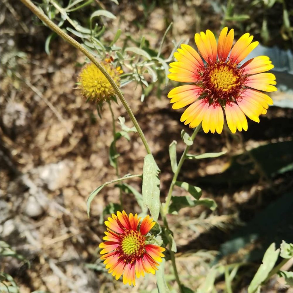 MICROCOSM LANDSCAPING - Updated December 2025 - 68 Photos - Tucson ...