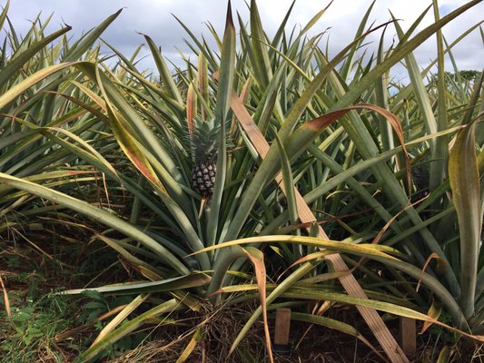 KAUAI SUGARLOAF PINEAPPLE - 47 Photos & 23 Reviews - Anahola, HI - Yelp