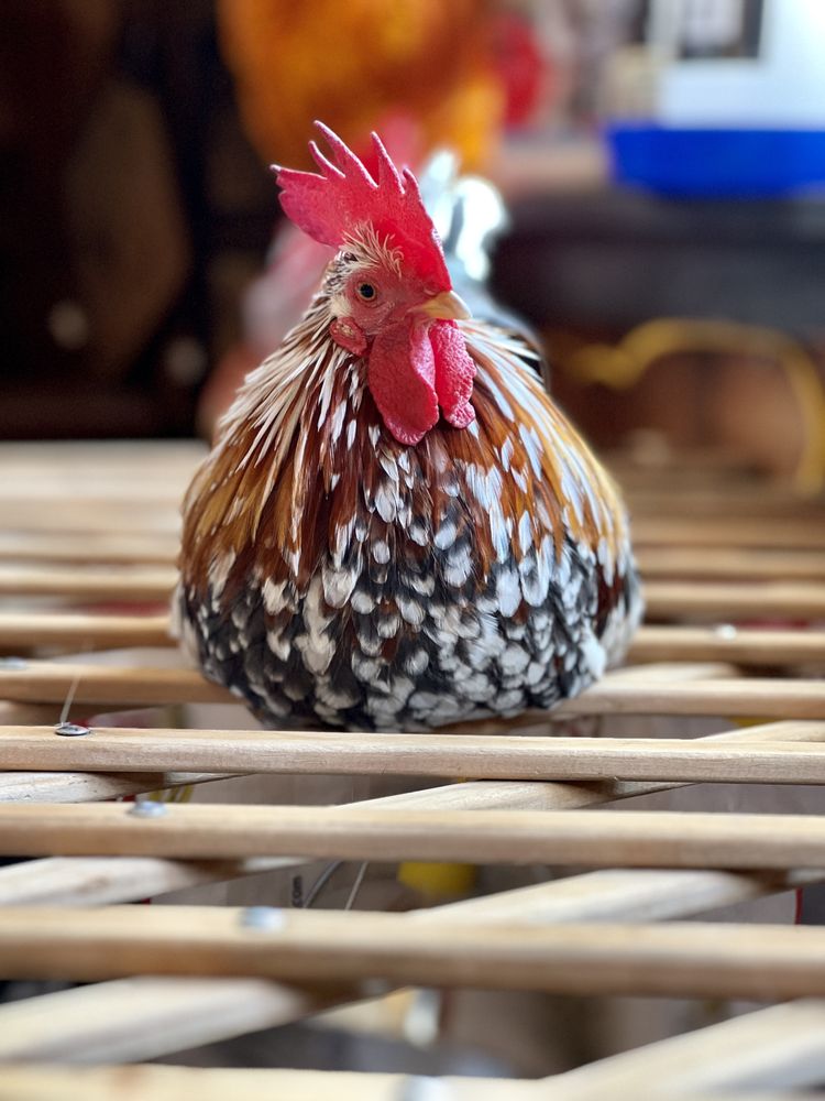 THE HIPPIE CHICKEN - Updated January 2026 - 62 Photos & 16 Reviews ...