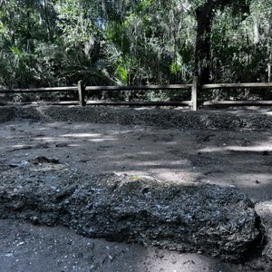 NATIVE AMERICAN SHELL RING - Updated June 2025 - 13 Photos - Fish ...