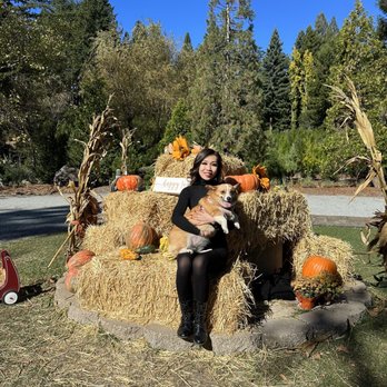 PATCHEN PUMPKIN PATCH - Updated September 2024 - 82 Photos & 19 Reviews ...