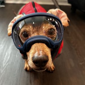 SIMPLY SOUTHERN PUPS - Updated November 2025 - 1557 Halfacre Rd ...