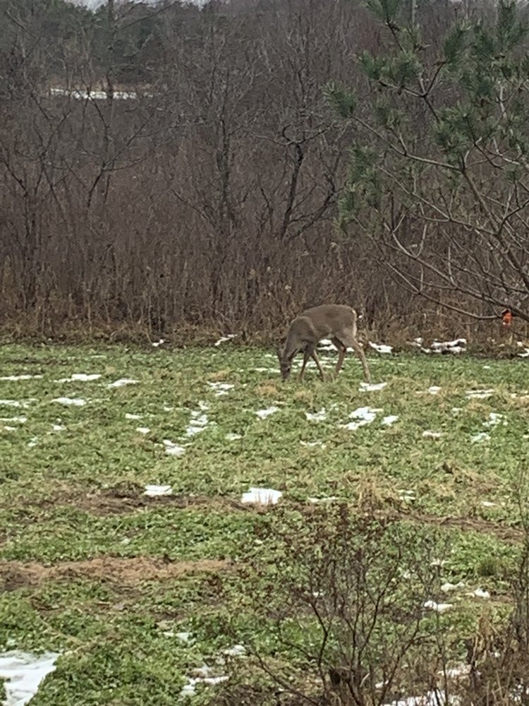 WOODMERE CEMETERY - Updated December 2025 - 14 Reviews - 9400 W Fort St ...