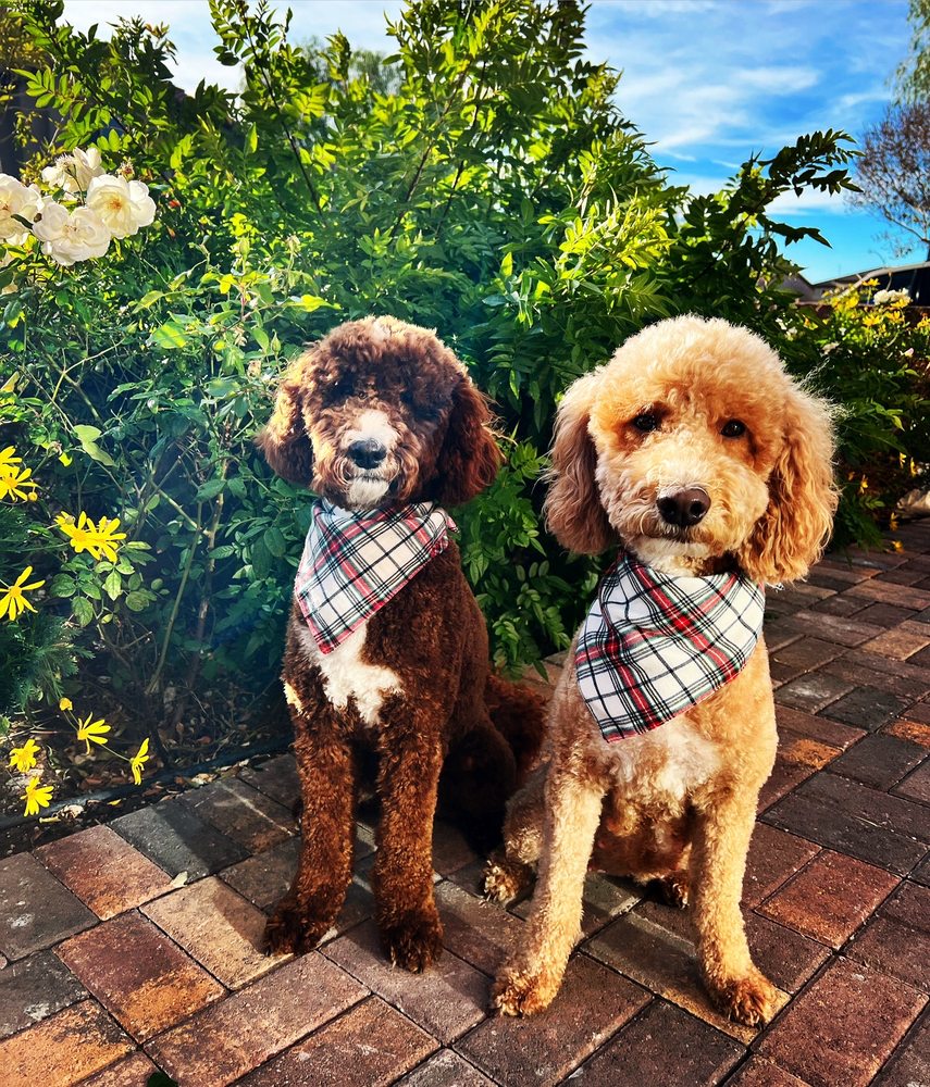 PAWS R US - Updated August 2024 - 85 Photos & 82 Reviews - 2540 Anthem ...