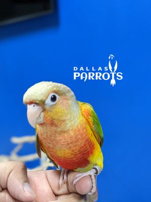 DALLAS PARROTS - Updated June 2025 - 35 Photos & 11 Reviews - 2608 Long ...