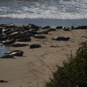 VIOLA FIELDS - Updated June 2024 - 6145 Carpinteria Ave, Carpinteria ...