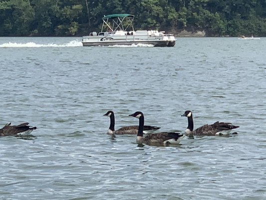 LAKE JACOMO MARINA - Updated August 2024 - 29 Photos & 10 Reviews ...