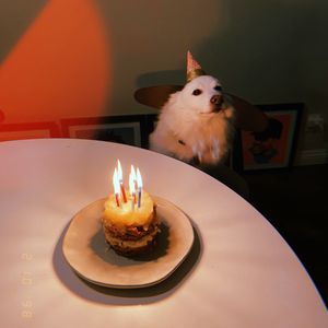 KARMA DOG TRAINING - 557 Photos & 792 Reviews - Los Angeles, CA - Yelp