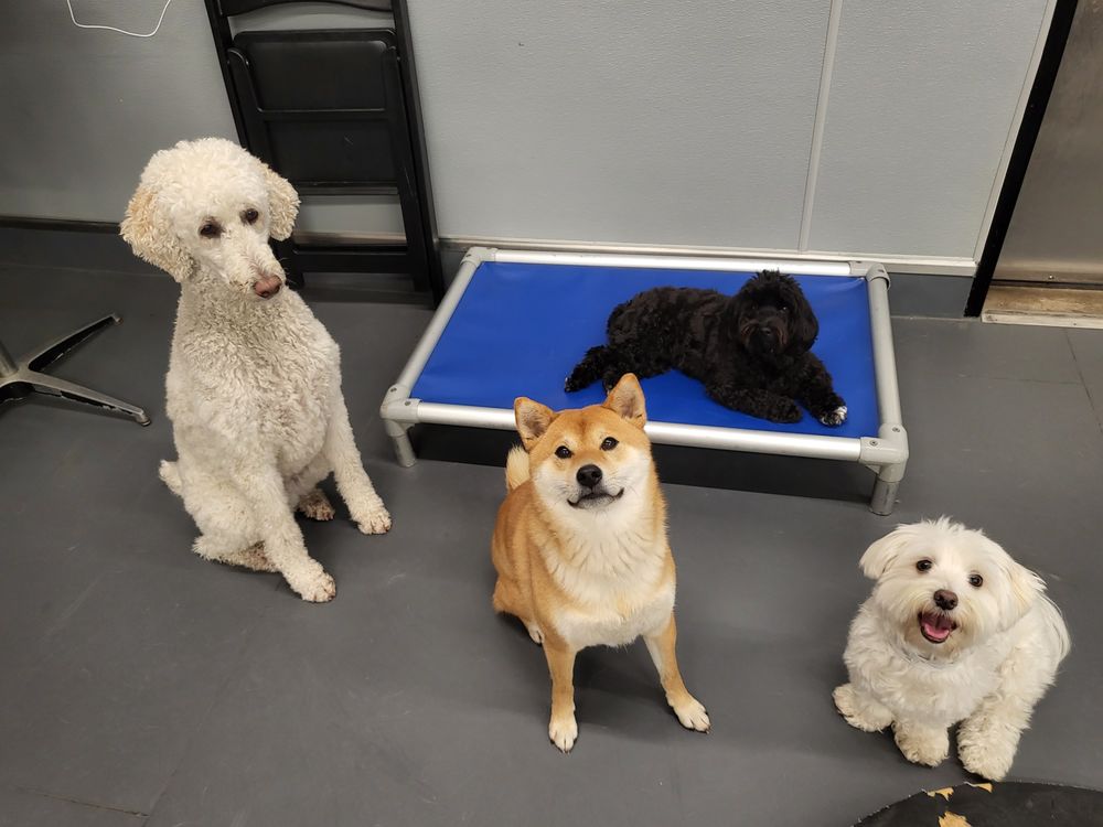 SNIFF DOG HOTEL - Updated May 2026 - 59 Photos & 152 Reviews - 1828 NW ...