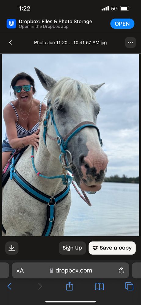 CAROUSEL SEA HORSES - Updated September 2024 - 69 Photos & 12 Reviews ...