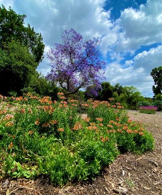 LOS ANGELES COUNTY ARBORETUM AND BOTANIC GARDEN - 7161 Photos & 999 ...