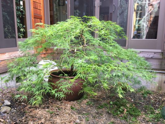 GOOD BLOKE TREE CARE - Updated December 2025 - 12 Photos - Central ...