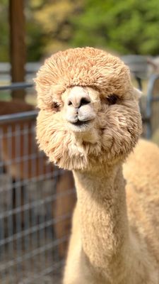 GOOD KARMA RANCH ALPACAS - Updated August 2025 - 47 Photos & 13 Reviews ...